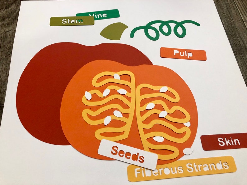 Parts of a Pumpkin a Fall Botany Paper or Felt Board - Etsy