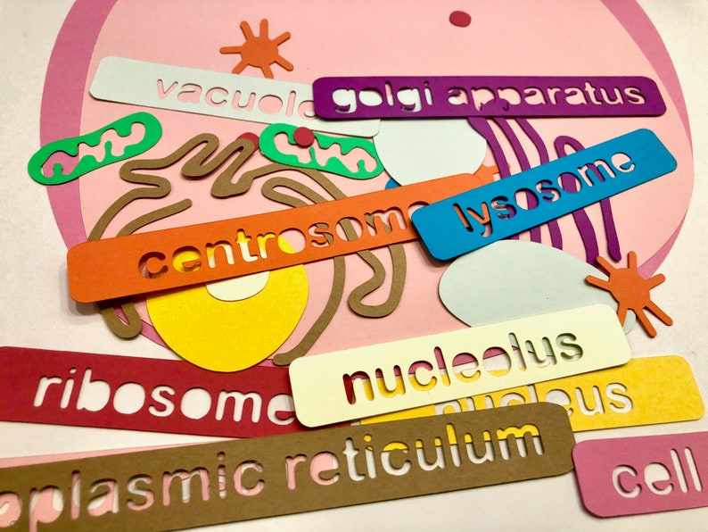 Animal Cell SVG and PDF Printable- a Homeschool or Classroom Science ...