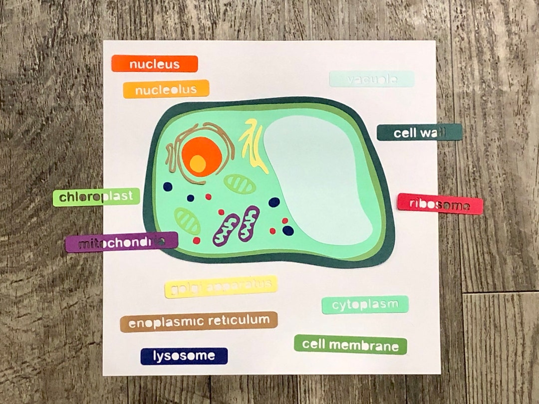 Plant Cell SVG and PDF Printable- a Homeschool or Classroom Science ...