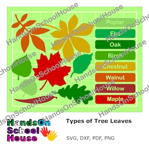 Types of Tree Leaves Cut File- a Science and Botany Download for ...