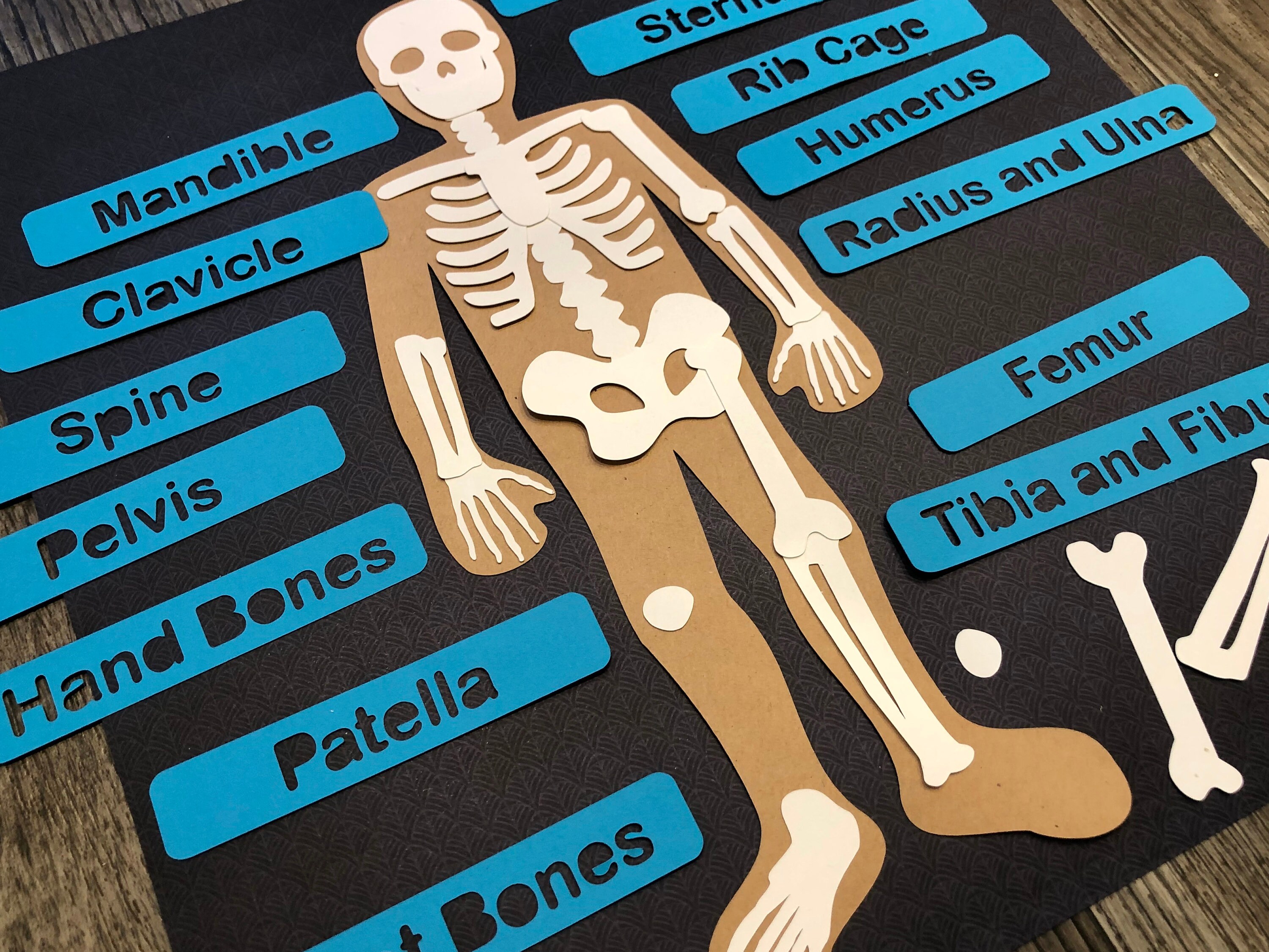 Human Anatomy SVG for Kids Human Bones Cut File and | Etsy