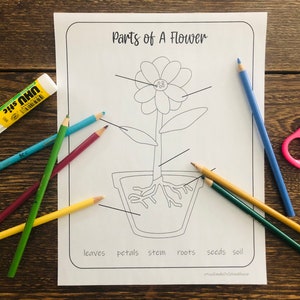 Parts of a Flower Coloring and Labeling Printable- a Homeschool or ...