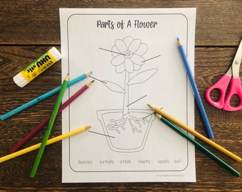 Parts of a Flower Coloring Worksheet - Etsy