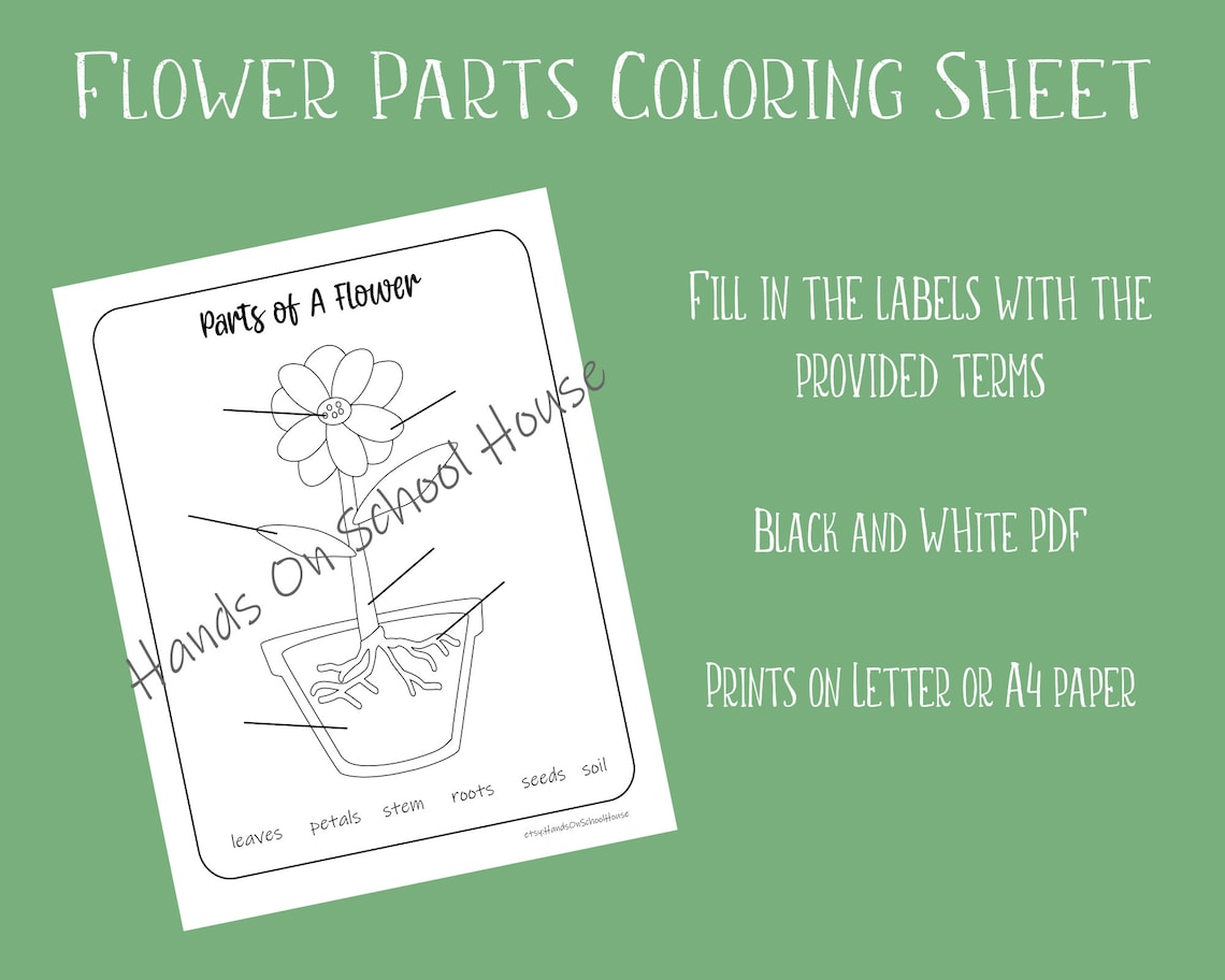 Flower Anatomy Coloring Worksheet: Homeschool Science Printable (PDF ...