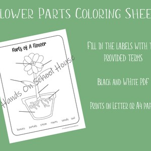 Parts of a Flower Coloring and Labeling Printable- a Homeschool or ...