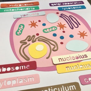 Animal Cell SVG and PDF Printable a Homeschool or Classroom Science ...