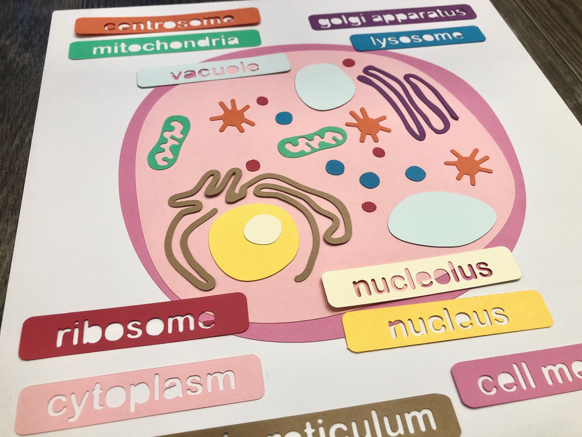 Animal Cell SVG and PDF Printable a Homeschool or Classroom | Etsy