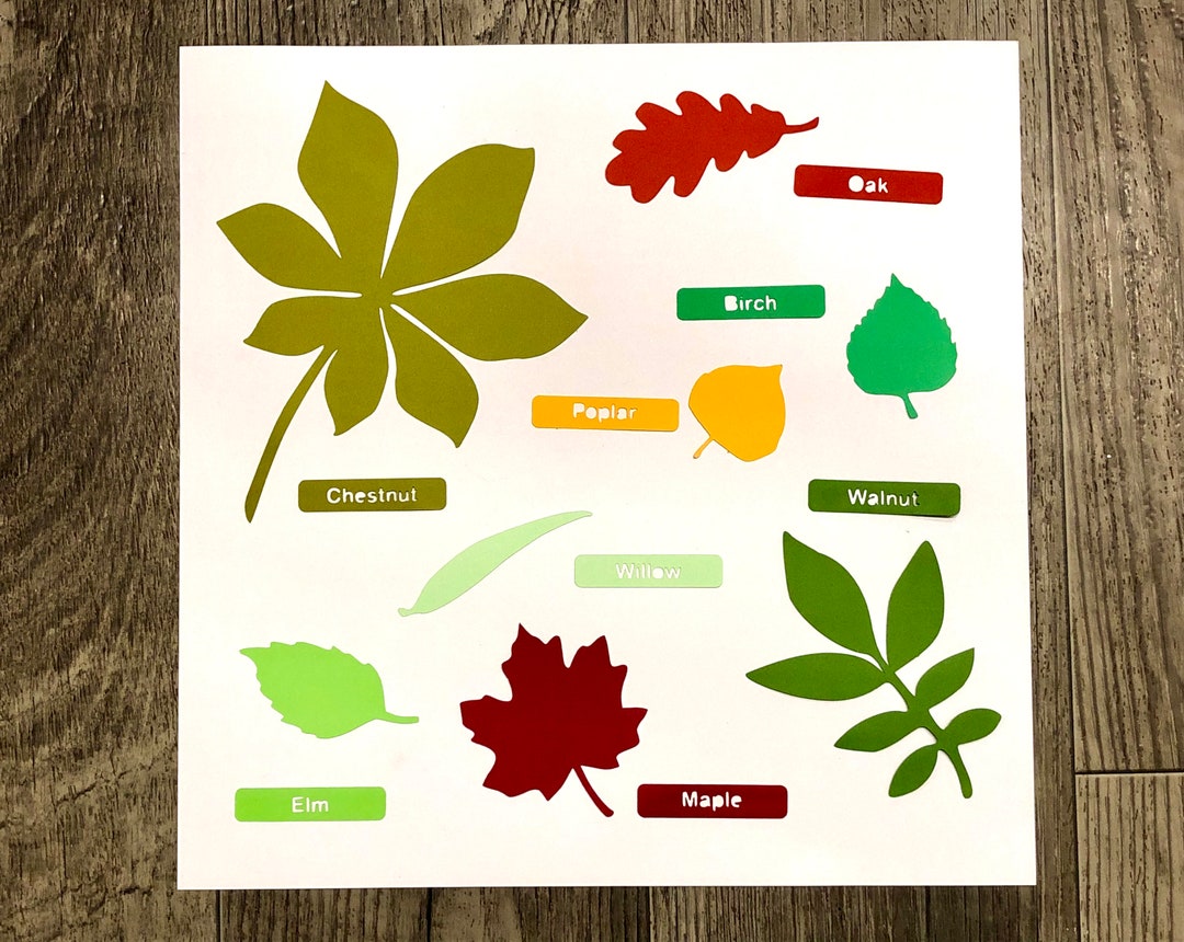 Types of Tree Leaves Cut File- a Science and Botany Download for ...