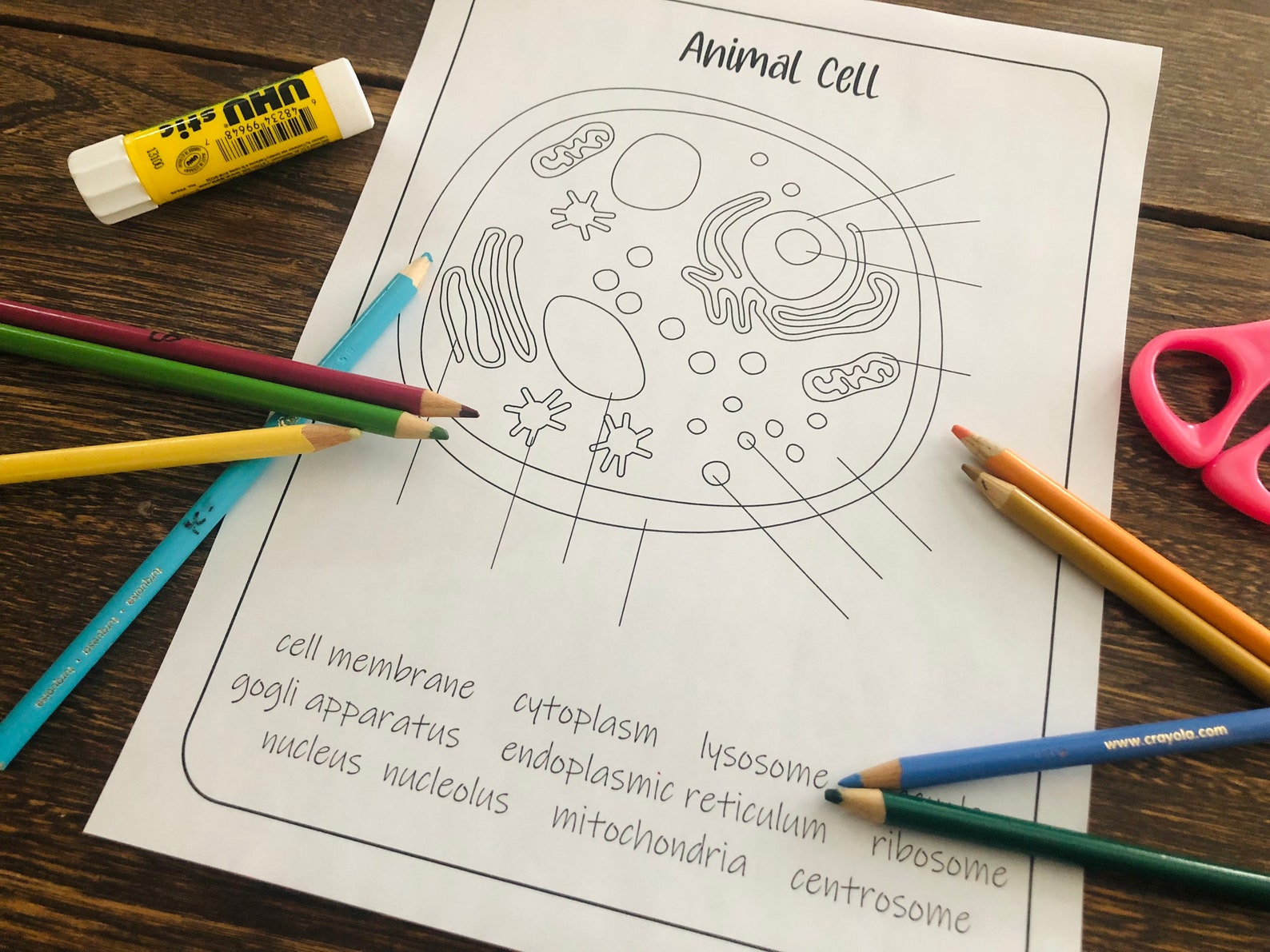 Animal Cell Coloring Sheet PDF Printable- a Homeschool or Classroom ...