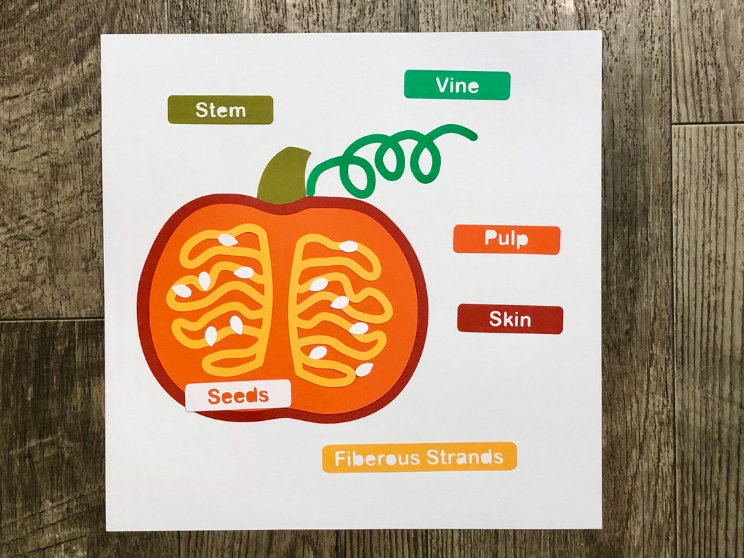 Parts of a Pumpkin - a Fall Botany Paper or Felt Board Activity ...