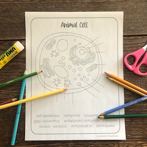 Animal Cell Coloring Sheet PDF Printable- a Homeschool or Classroom ...