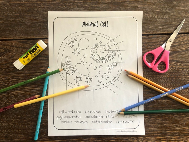 Animal Cell Coloring Sheet PDF Printable- a Homeschool or Classroom ...