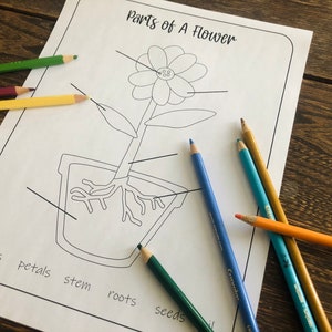 Parts of a Flower Coloring and Labeling Printable- a Homeschool or ...