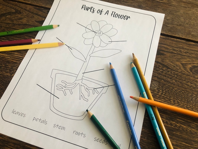 Parts of a Flower Coloring and Labeling Printable a - Etsy Canada