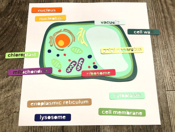 Plant Cell Diagram Labeled 7th Grade