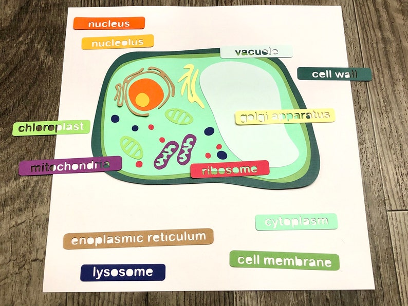 Plant Cell SVG and PDF Printable- a Homeschool or Classroom Science ...