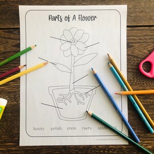 Parts of a Flower Coloring and Labeling Printable- a Homeschool or ...