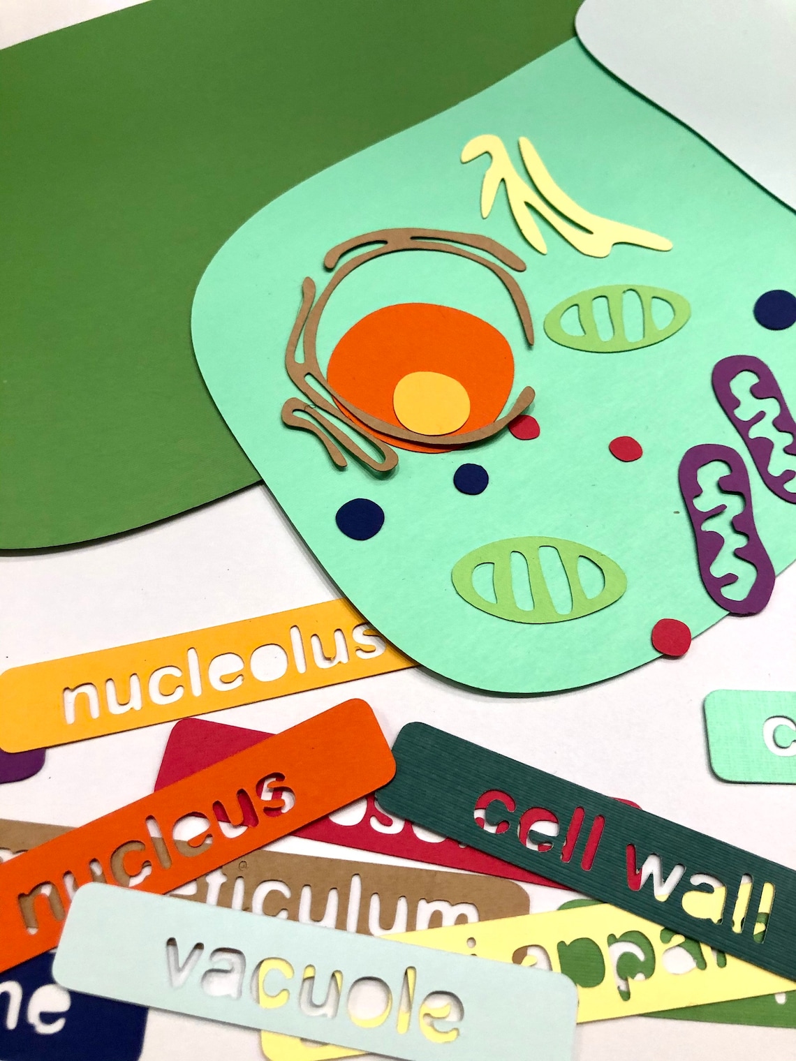 Plant Cell SVG and PDF Printable- a Homeschool or Classroom Science ...