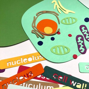 Plant Cell SVG and PDF Printable- a Homeschool or Classroom Science ...