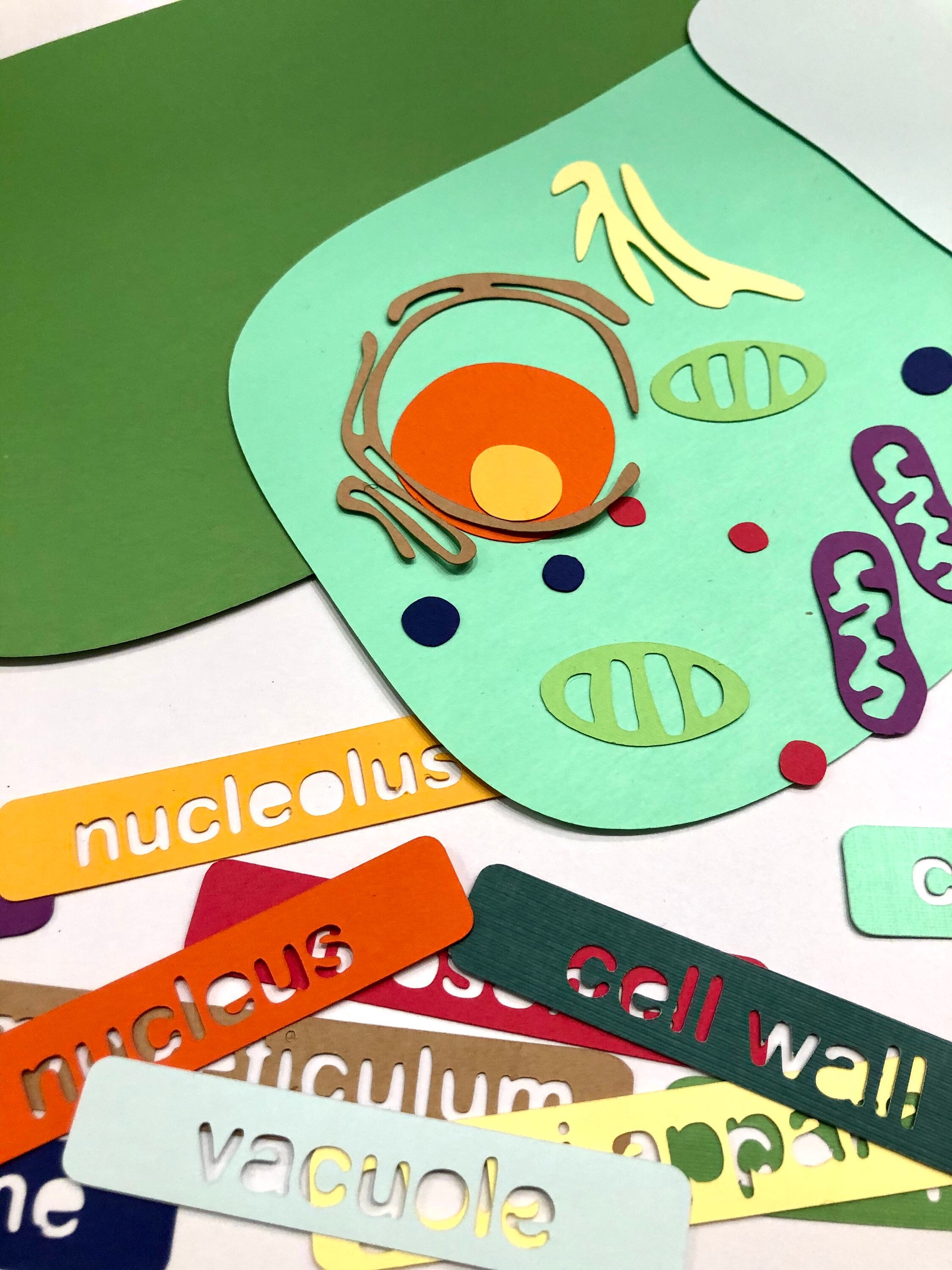 Plant Cell SVG and PDF Printable a Homeschool or Classroom - Etsy Australia