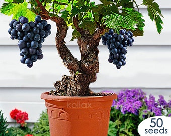 Grape Bonsai Tree | Etsy