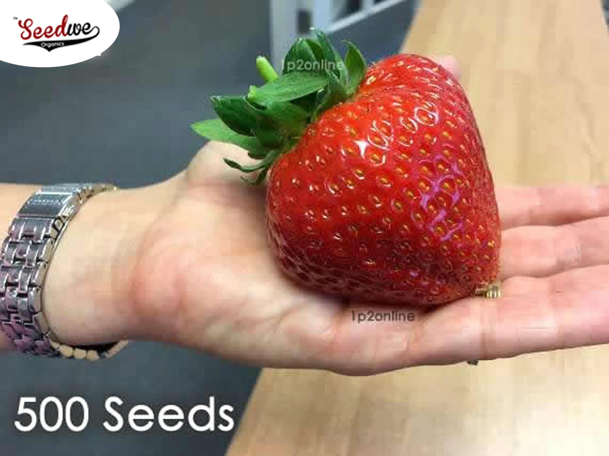 500 climbing strawberry seeds Floral & Garden Crafts Gardening & Plants ...