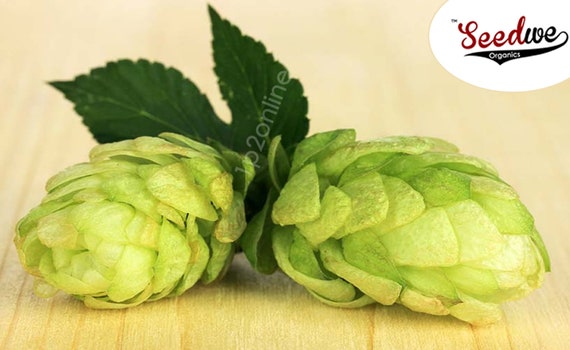 Saaz Hops