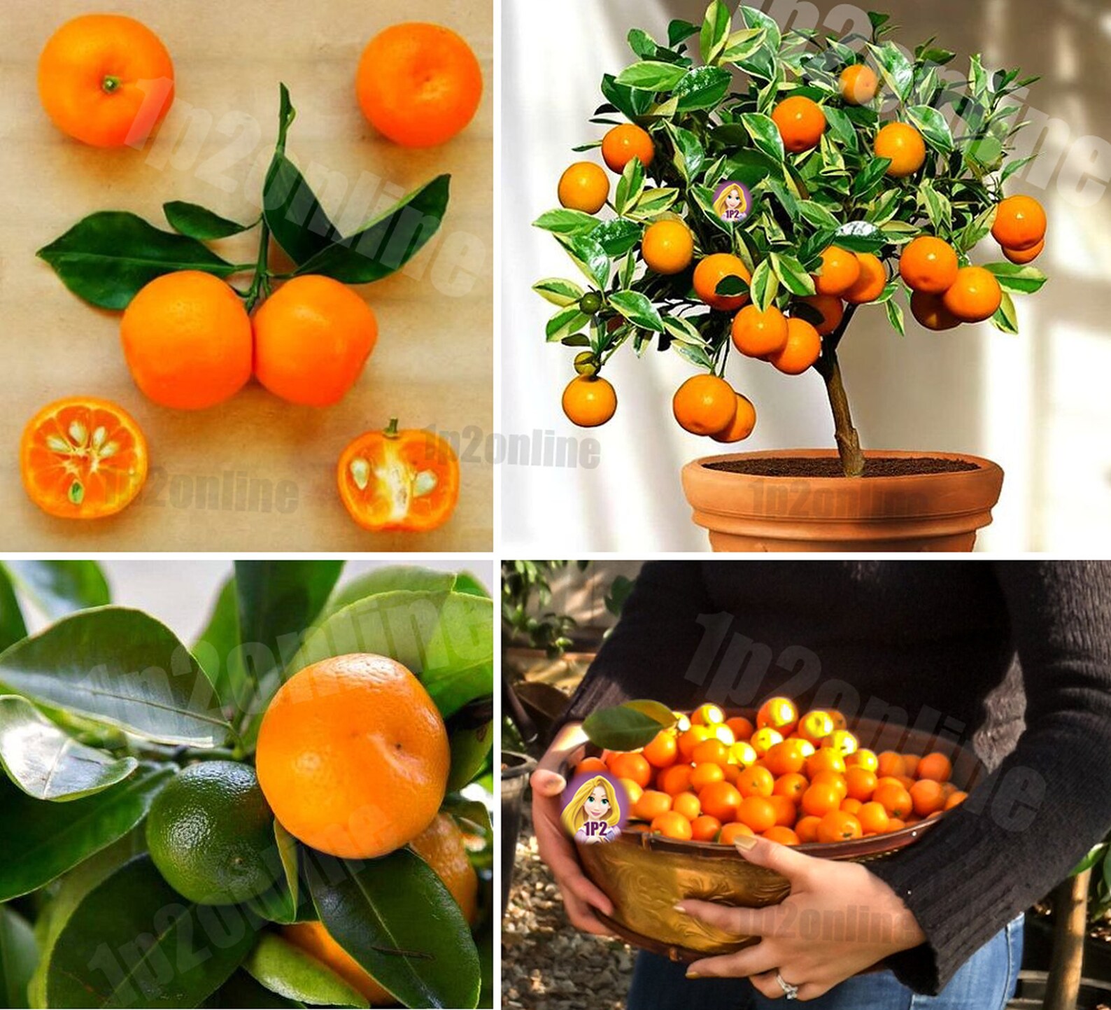 Dwarf Orange Mandarin Indoor House Plant Outdoor Plants Tree | Etsy