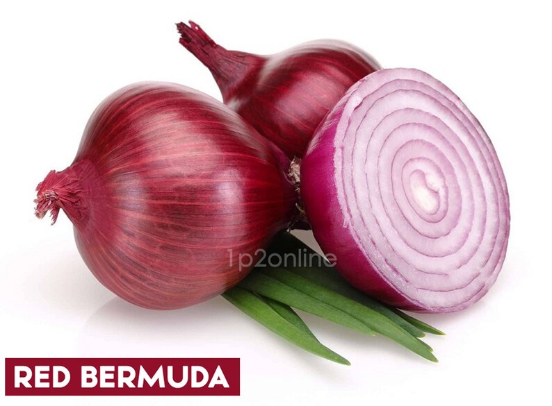 300 Red Bermuda Onion Seeds Sweet Juicy Onions Vegetable Plant - Etsy ...