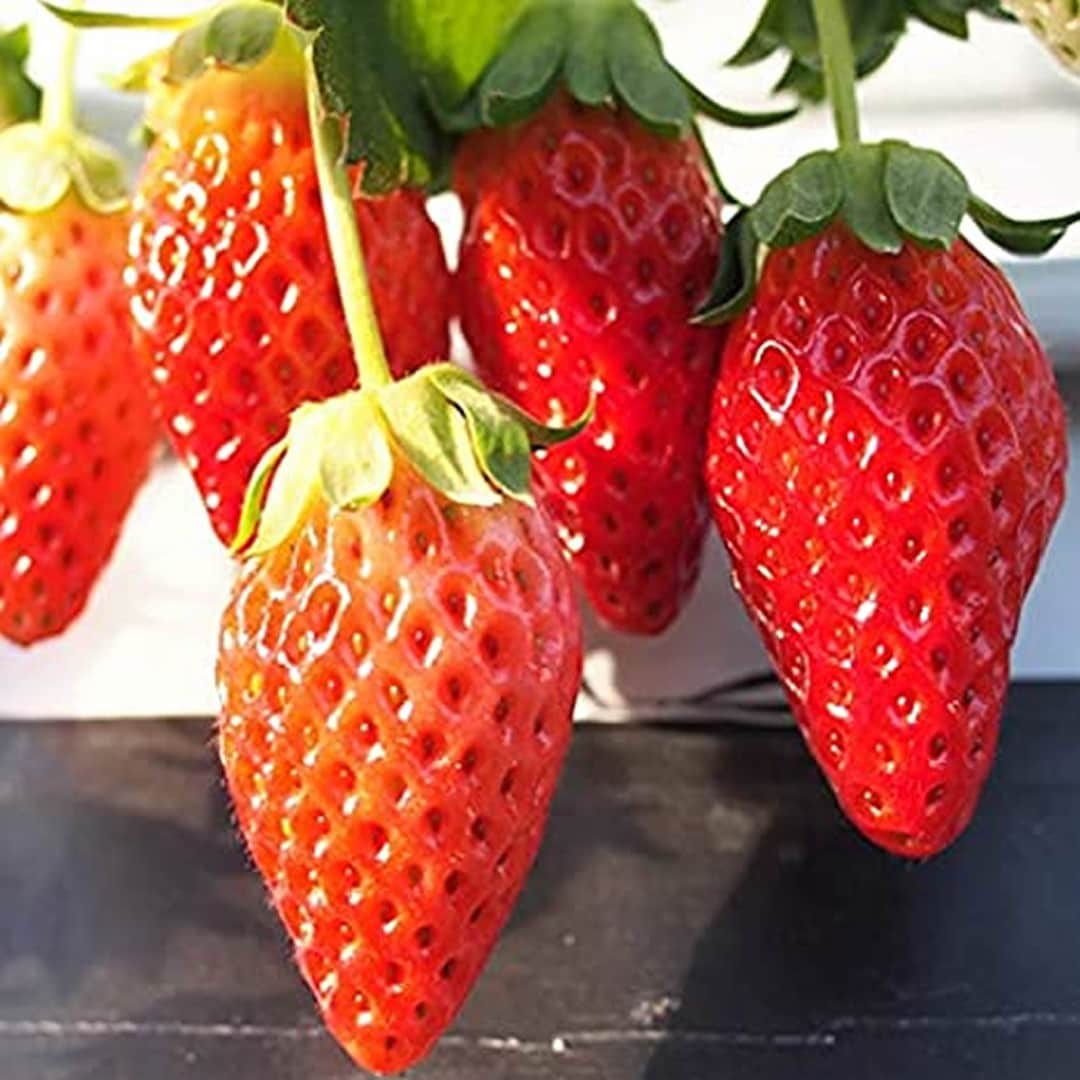 500 Rare Akihime Japanese Strawberry Seeds Exotic Gourmet Fruit ...