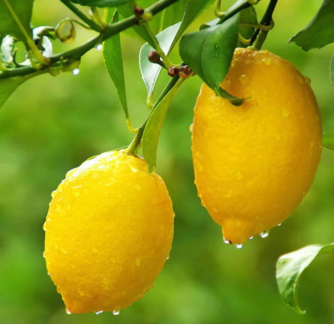 15 Seeds Meyer Dwarf Lemon Tree Indoor House Plant Outdoor Plants RARE ...