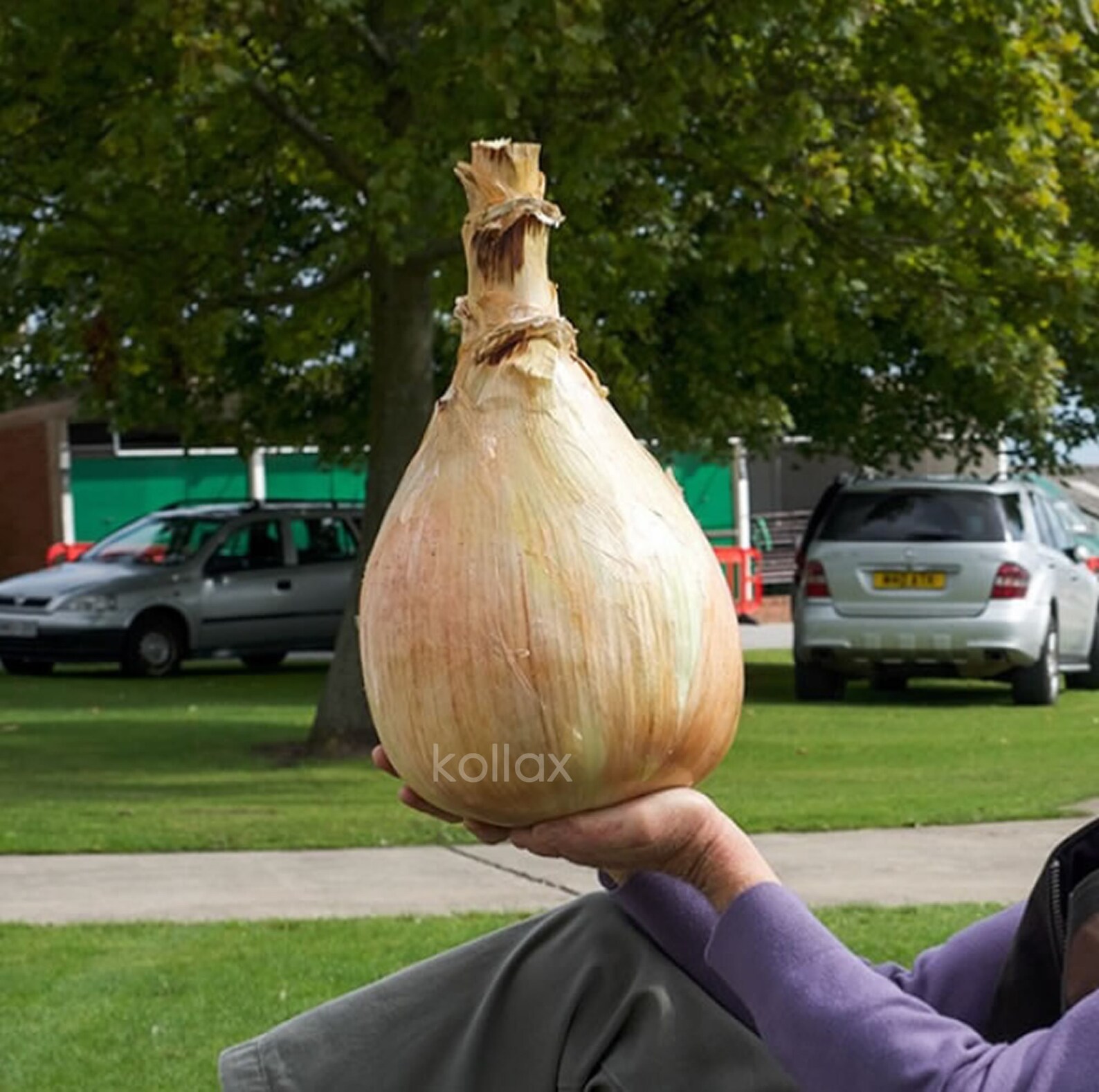 Rare Ailsae Giant Big Monster Onion Seeds 100 Heirloom | Etsy