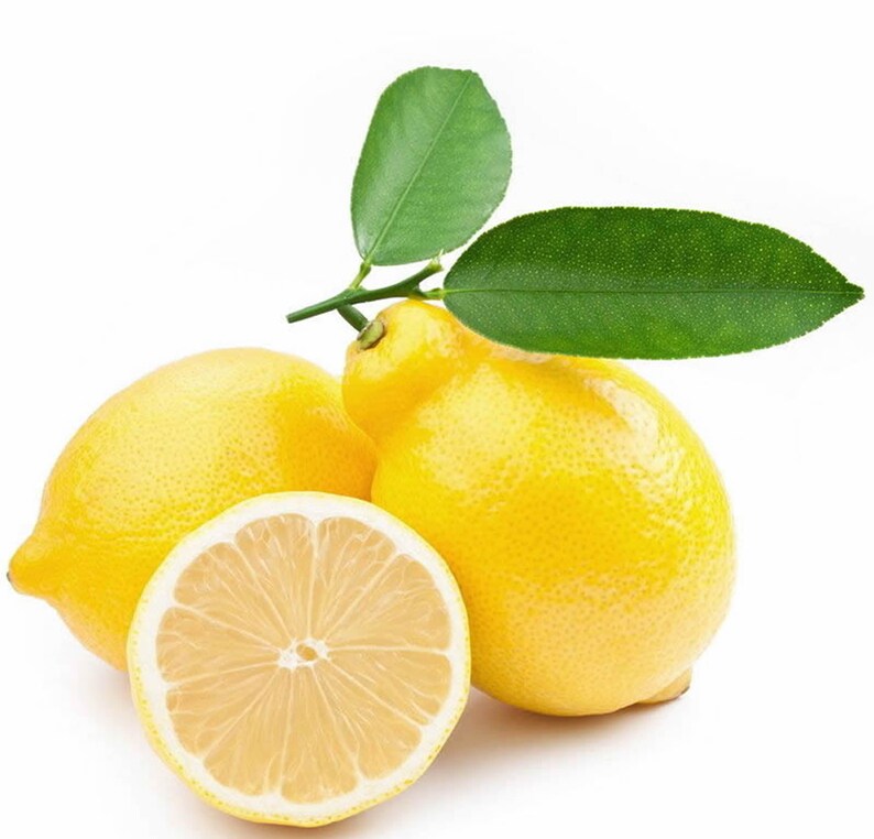 15 Seeds Meyer Dwarf Lemon Tree Indoor House Plant Outdoor Plants RARE ...