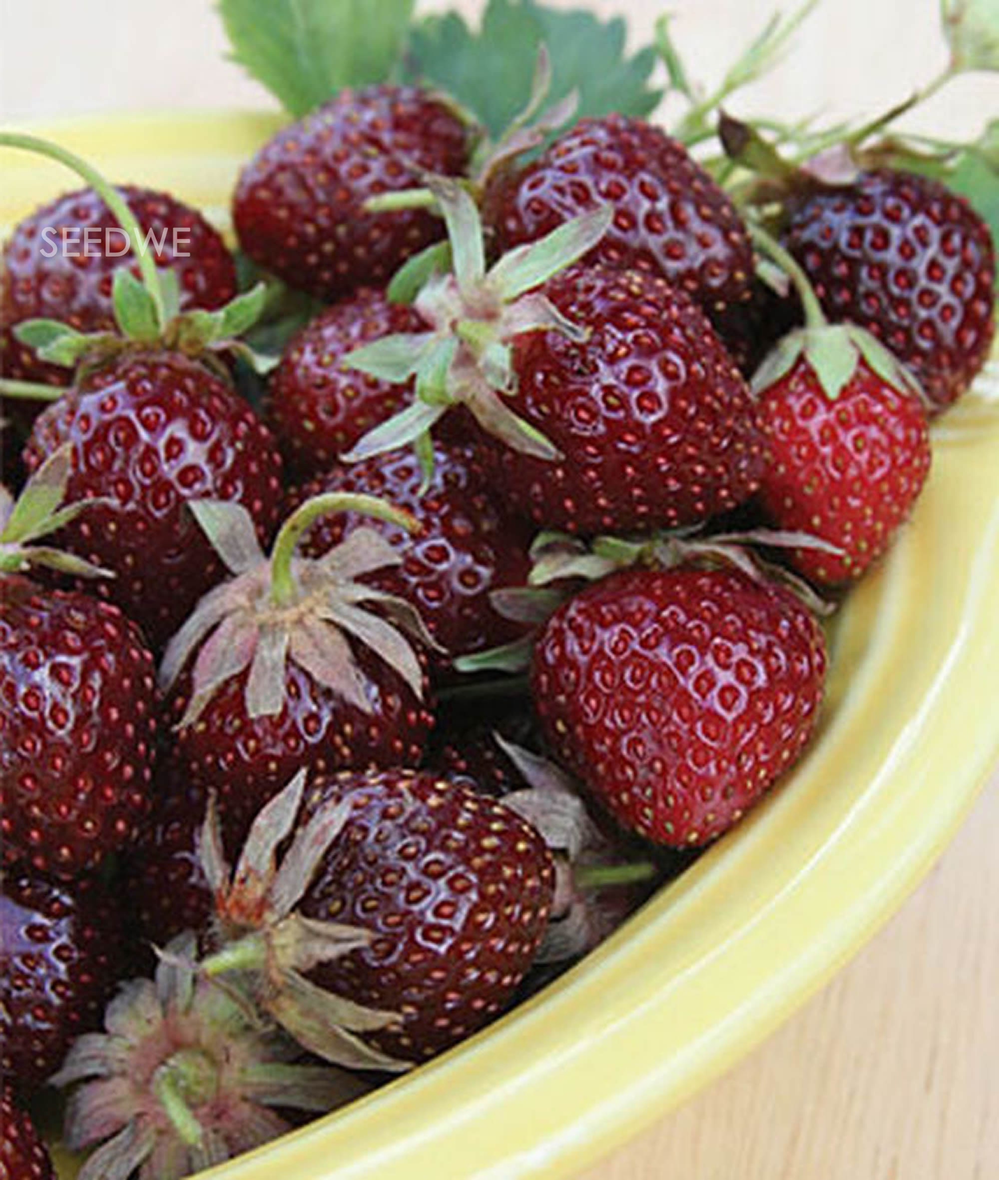Purple Wonder Strawberries