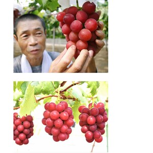 Authentic Ruby Roman Grapes 5 stratified Seeds Easy to Grow Plant, Top ...