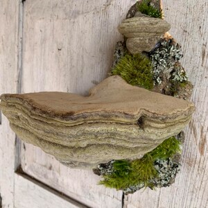 Mushroom Shelves Artist Conk Moss Wall Art Forestcore Decor - Etsy