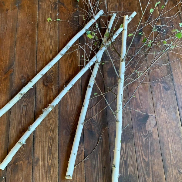 Birch Poles - Etsy