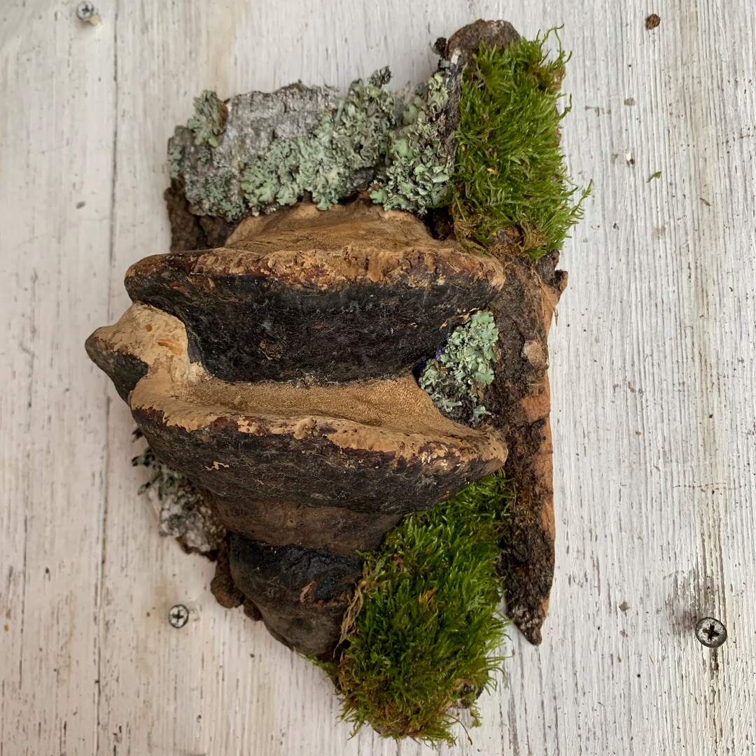 Goblincore Decor Mushroom Shelf Decor Birch Logs Witchcore Decor - Etsy