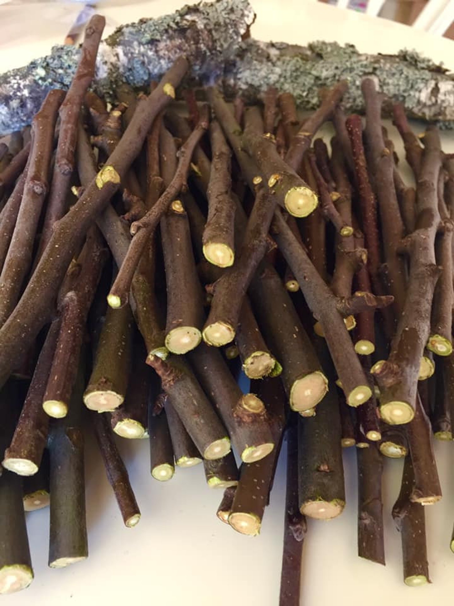 100 Apple Wood Sticks Chew Sticks Bunnies Fresh Organic Apple Branch ...