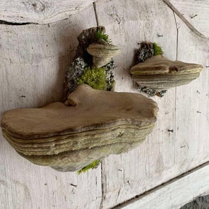 Mushroom Shelves Artist Conk Moss Wall Art Forestcore Decor - Etsy