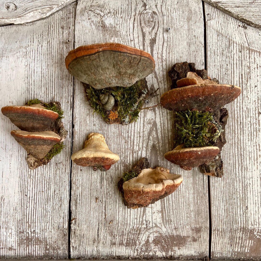 Mushroom Shelf Porch Decor Ideas Forestcore Decor - Etsy