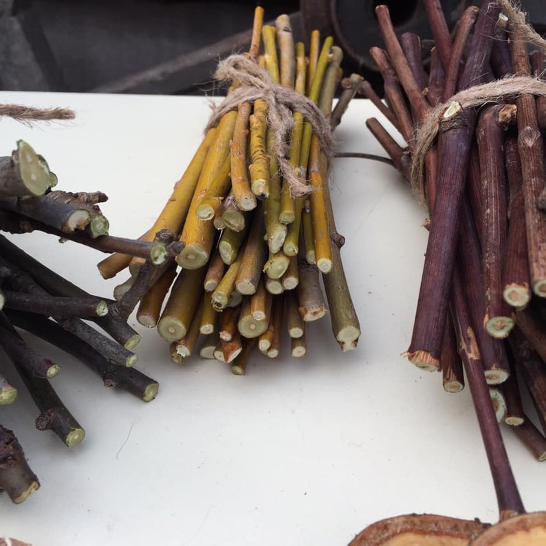 100 Apple Wood Sticks Chew Sticks Bunnies Fresh Organic Apple - Etsy