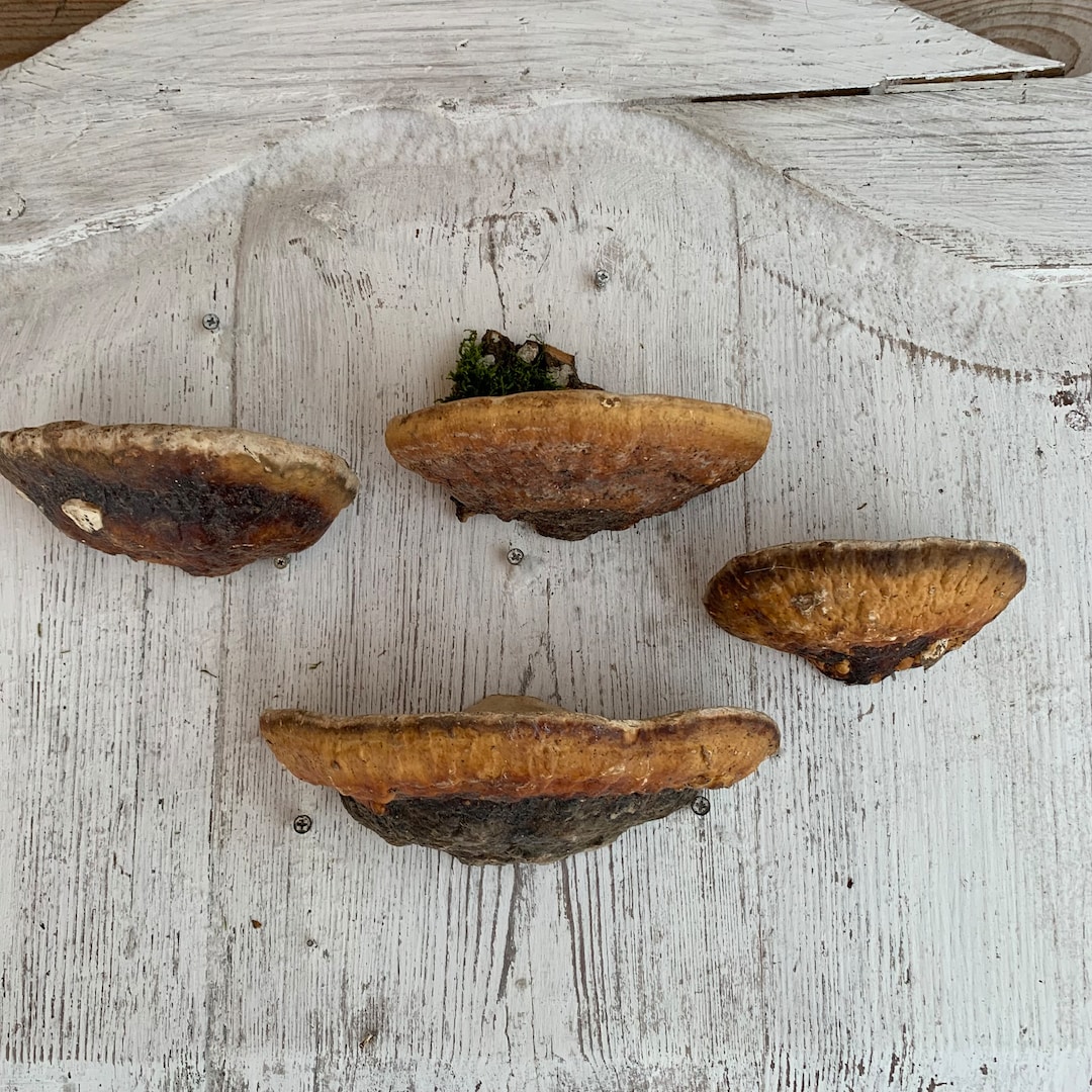 Set 4 Whimsical Mushroom Shelves Enchanting Woodland-inspired Home Dec ...