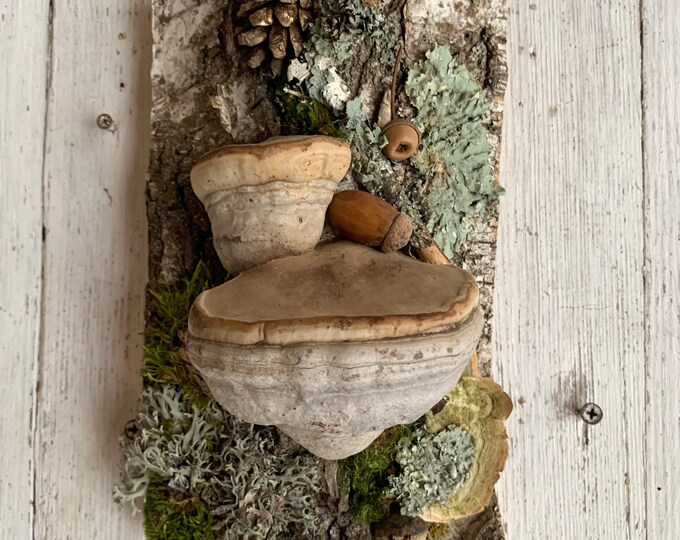 Mushroom Shelves Magic Mushroom Art Artist Conk - Etsy