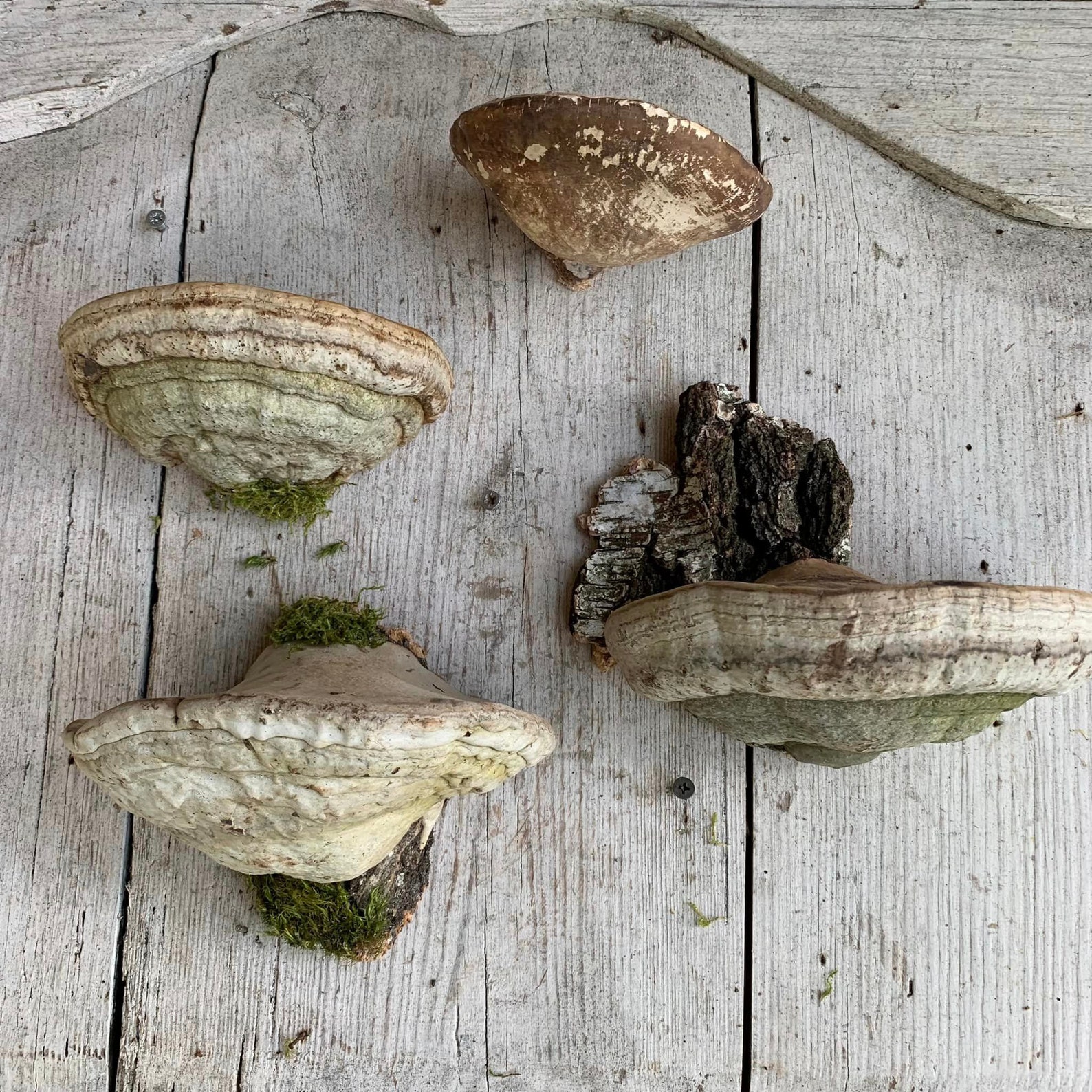 Mushroom Shelf Porch Decor Ideas Forestcore Decor - Etsy