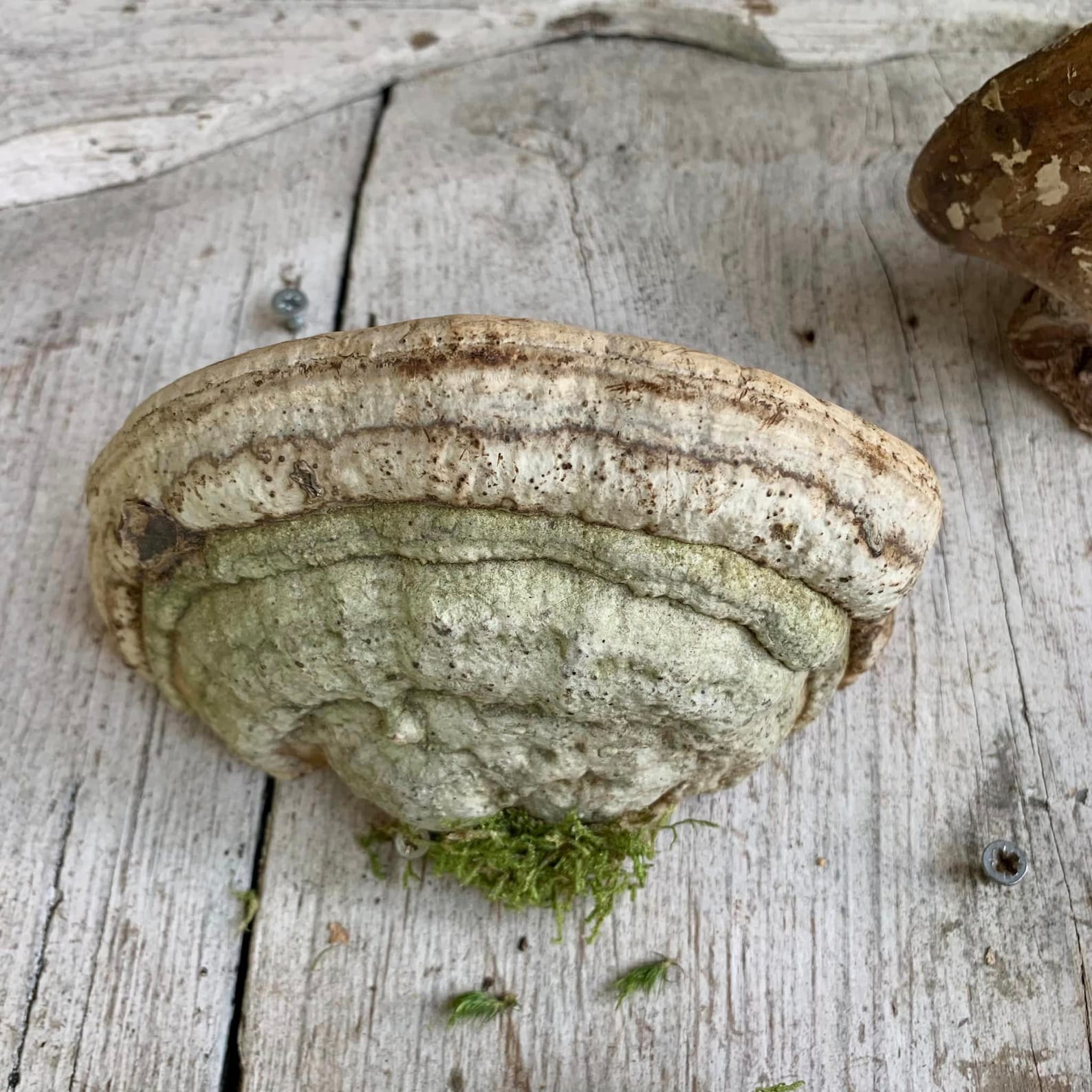 Mushroom Shelf Porch Decor Ideas Forestcore Decor - Etsy
