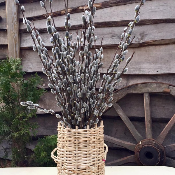 Pussy Willow Etsy