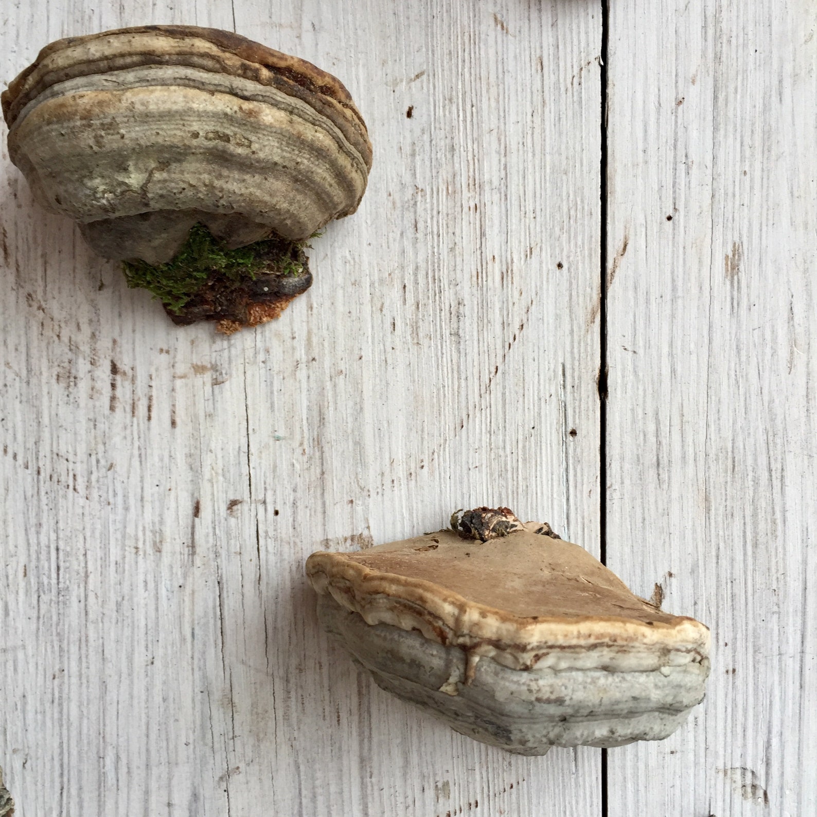 Mini Mushroom Shelves Shelf Fungus Art Mushroom Shelf Decor Etsy