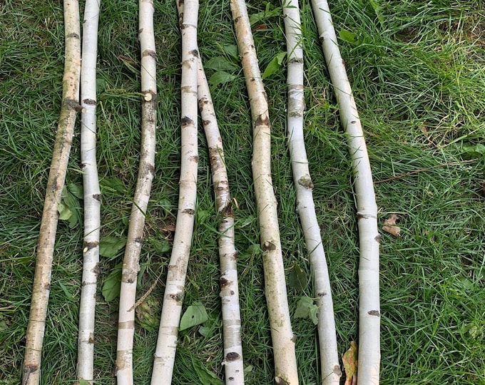 36" Birch Tree Branch (6 Pc.), Birch Sticks, Birch Wood Logs ...