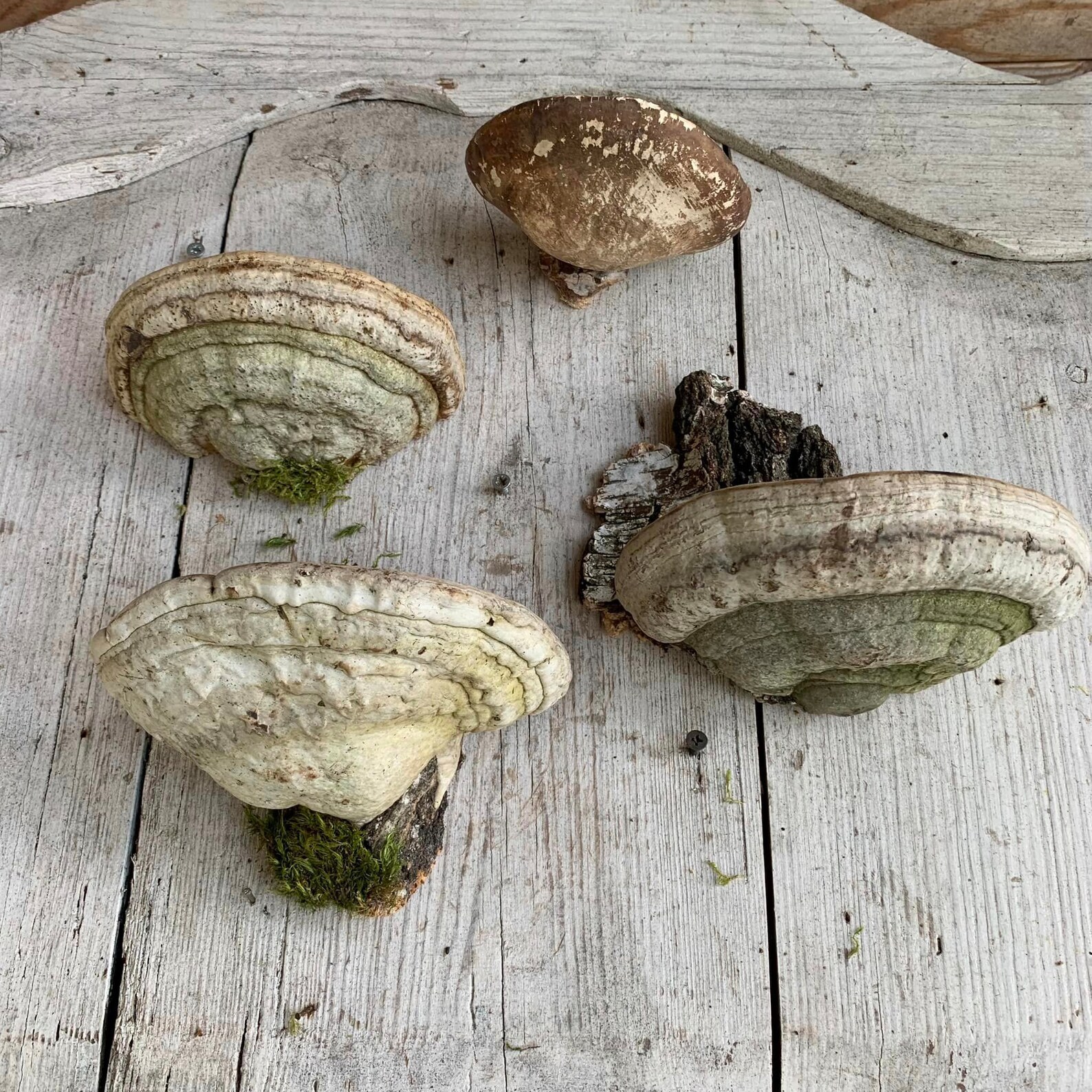 Mushroom Shelf Porch Decor Ideas Forestcore Decor - Etsy